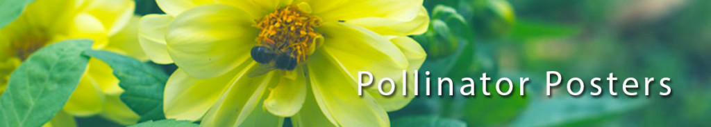 Pollinator Posters - Green Careers CanadaGreen Careers Canada